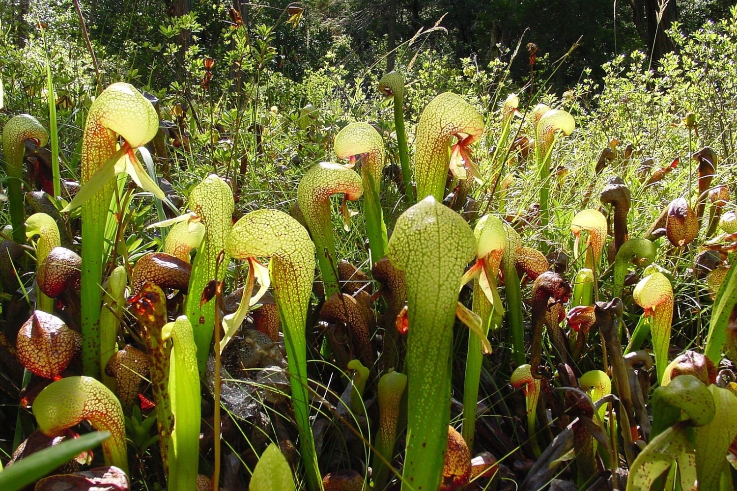How to Grow a Cobra Lily (Darlingtonia Californica) - hungryplant.com