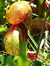 How to Grow a Cobra Lily (Darlingtonia californica) | hungryplant.com