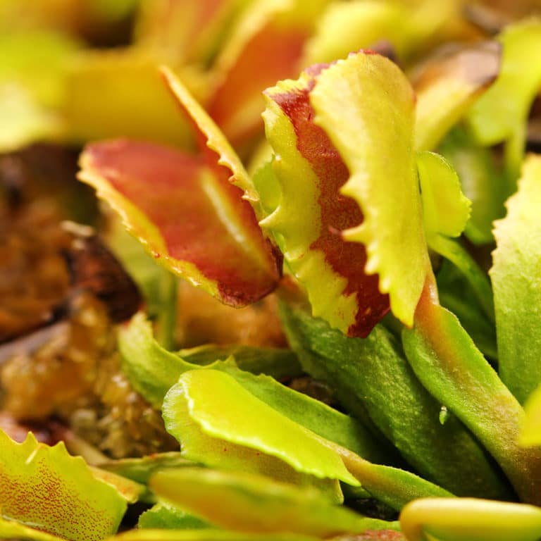 Venus Flytrap Plant: 5 Coolest Varieties & Cultivars - hungryplant.com