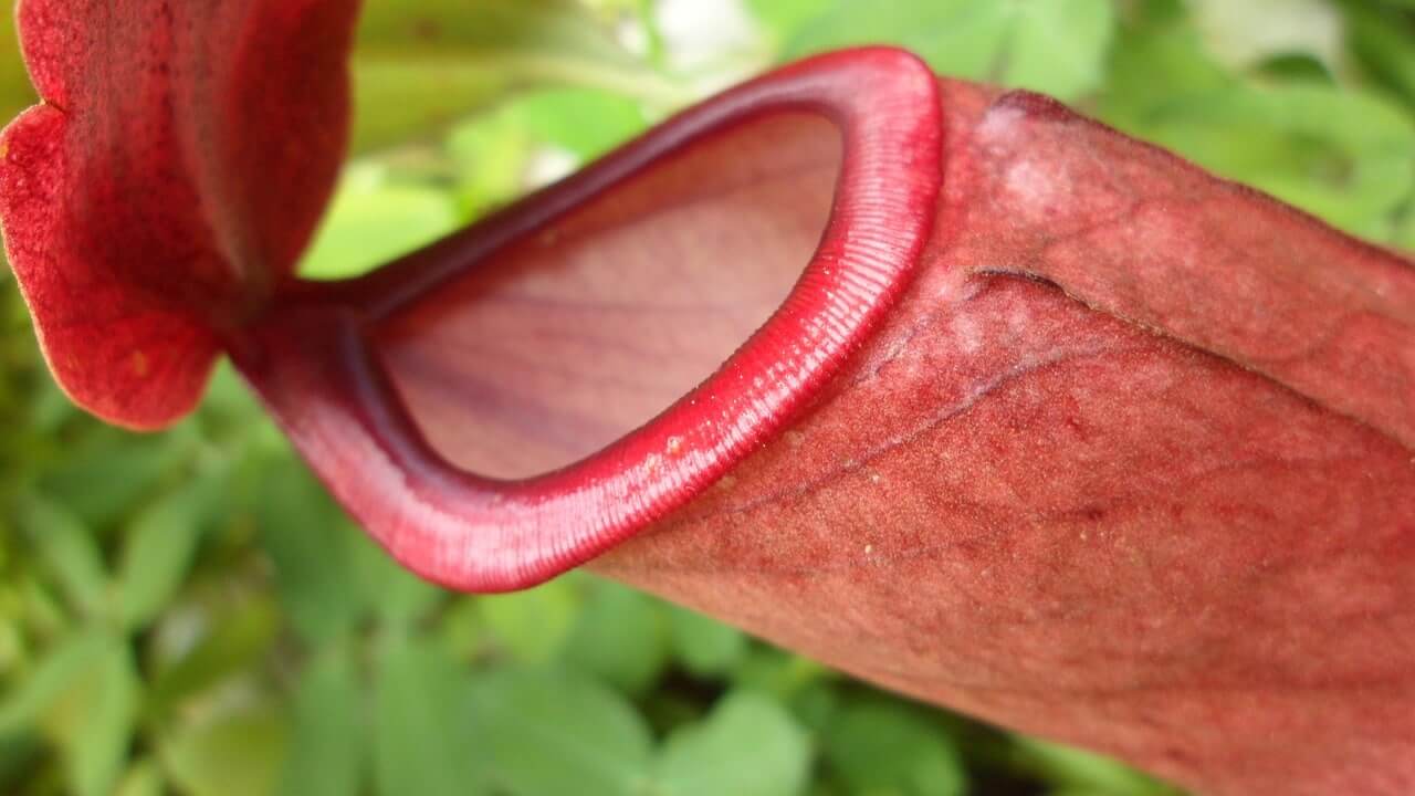 How Did All Carnivorous Plants Evolve Their Taste For Meat