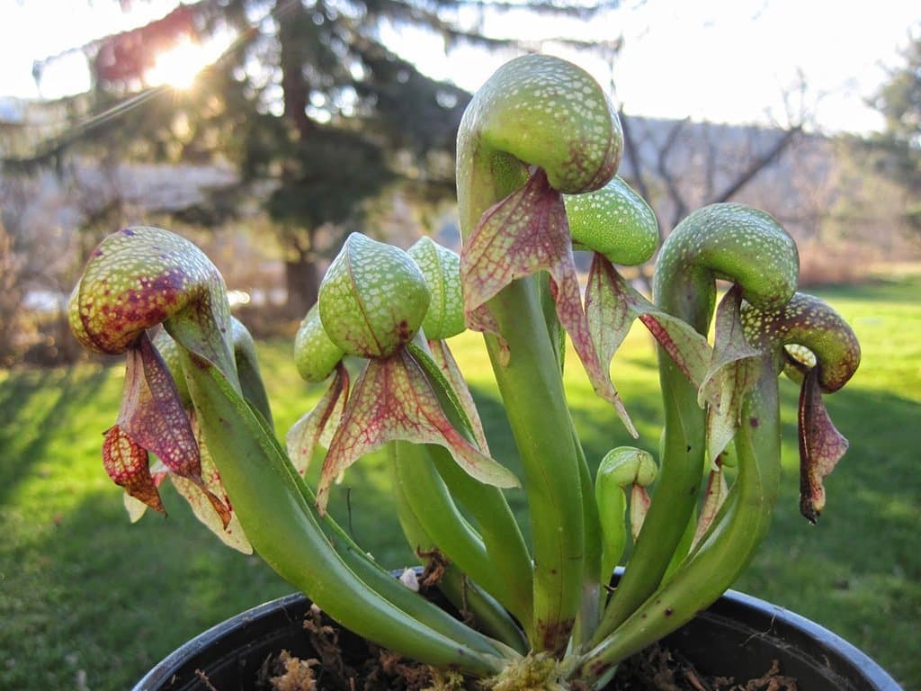 How to Grow a Cobra Lily (Darlingtonia Californica) - hungryplant.com