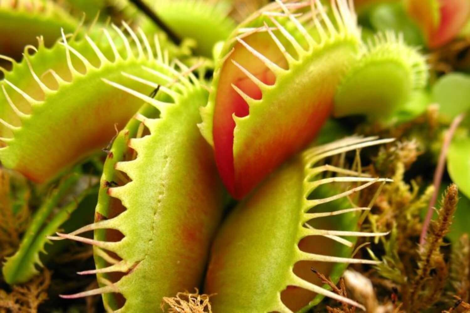 10 Most Fascinating Carnivorous Plants - Hungryplant