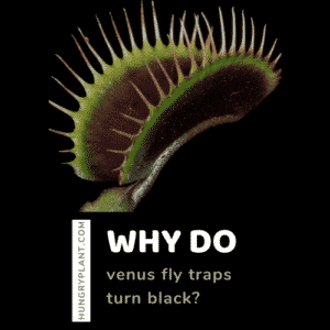 Enormous Library of Carnivorous plants | Hungry Plant