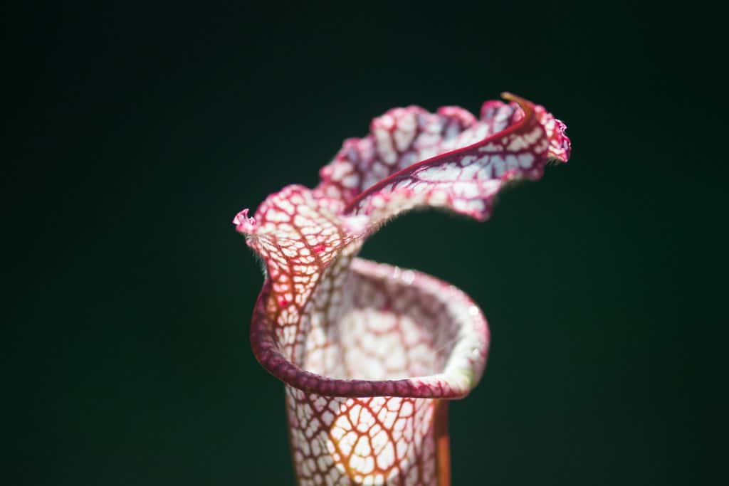 Cold Hardy Carnivorous Plants And Winterize Dormancy| Hungry Plant