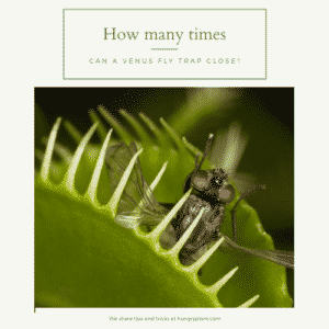 Enormous Library of Carnivorous plants | Hungry Plant