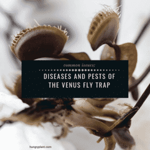 Enormous Library of Carnivorous plants | Hungry Plant