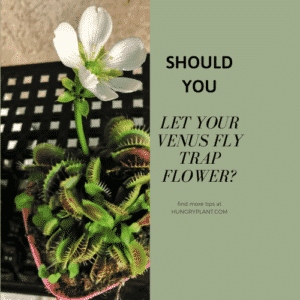 Enormous Library of Carnivorous plants | Hungry Plant