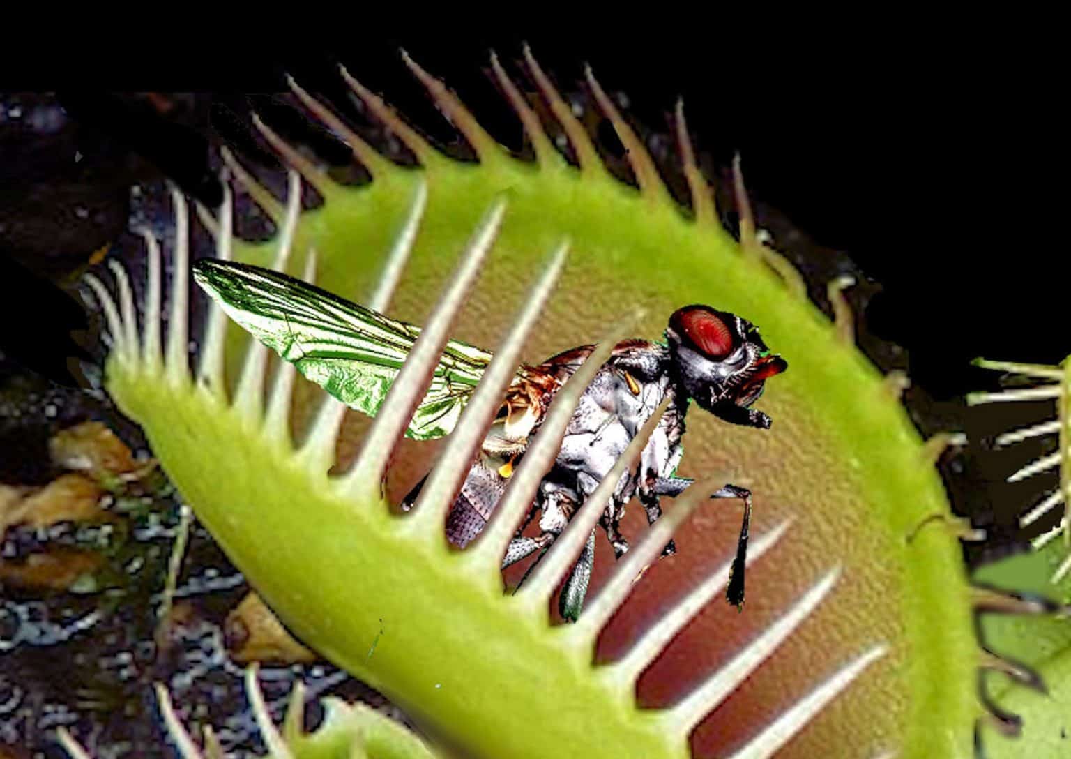 What To Feed A Venus Flytrap Hungryplant
