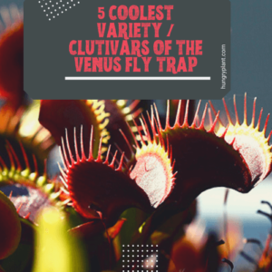 Enormous Library of Carnivorous plants | Hungry Plant