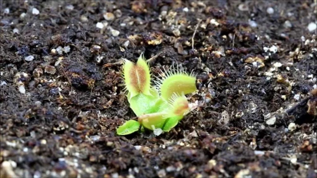 Venus Flytrap Transplant And Re-potting Guide - hungryplant.com