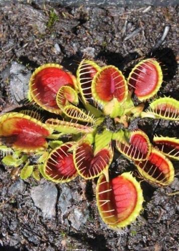 How does the Venus flytrap digest flies - hungryplant.com