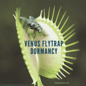 Enormous Library of Carnivorous plants | Hungry Plant